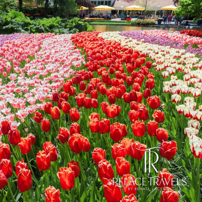 Rota das Flores na Holanda: A Magia da Primavera em Keukenhof – Relace ...